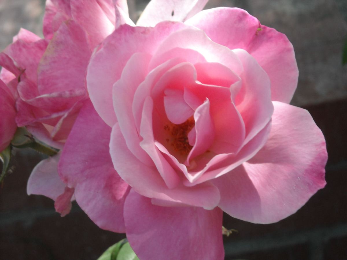 Materias primas: ROSA, La flor femenina por excelencia – EAU DE BEAUX