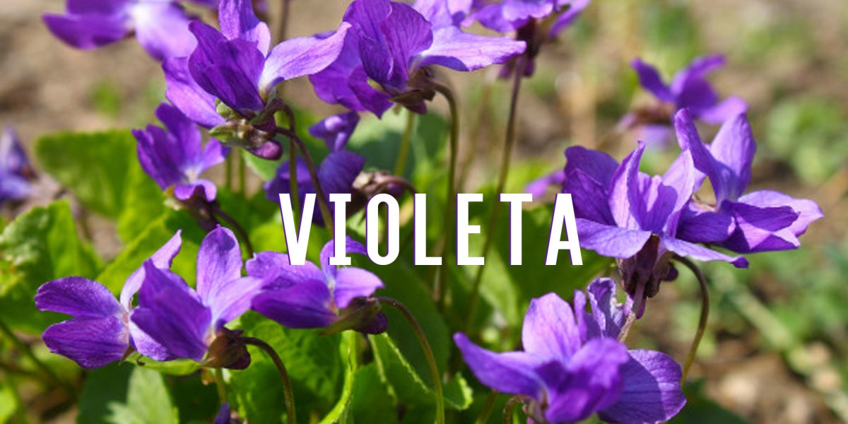 MATERIA PRIMA: EL AROMA MEDICINAL DE LA VIOLETA – EAU DE BEAUX
