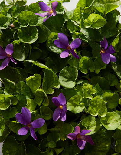 DOLCE VIOLET: EL JUVENIL AROMA DE LA VIOLETA DE DOLCE AND GABBANA – EAU ...