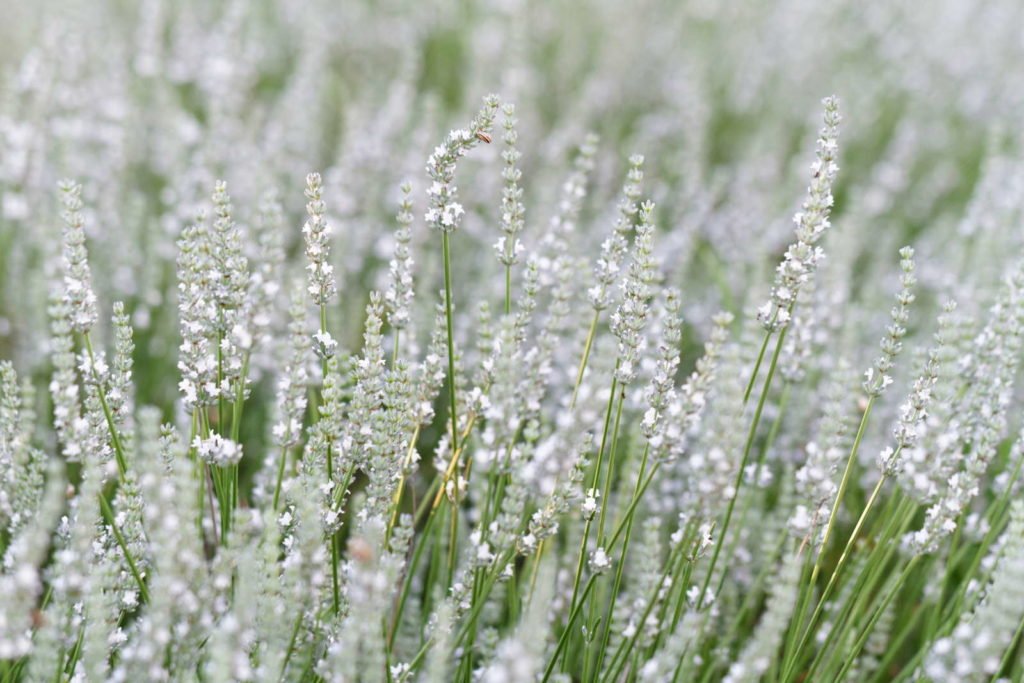 LIBRE L’ABSOLU PLATINE: EL CONCENTRADO AROMA DE LA LAVANDA BLANCA – EAU ...